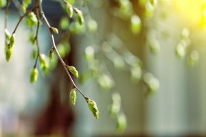 Pêcher : guettez le bourgeon à bois - Le Jardin de Plaisance