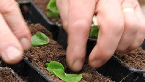 Le repiquage plantes à massif (Bégonia) d’Olivier - Le Jardin de Plaisance