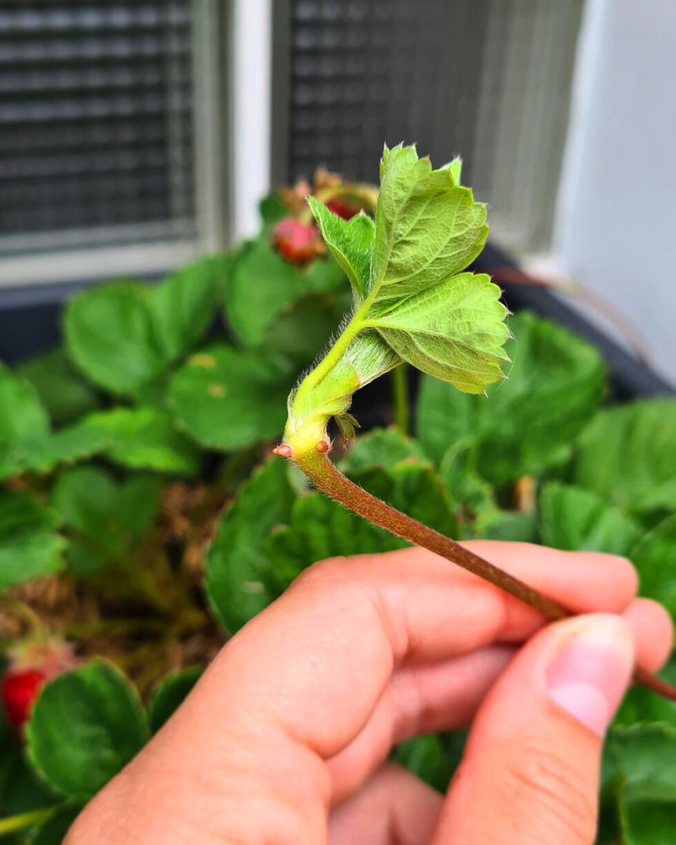 Que faire des stolons du fraisier ? - Le Jardin de Plaisance